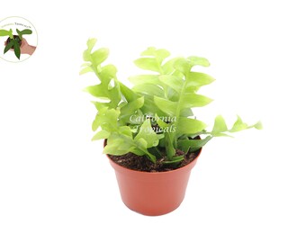 Shark Tooth Cactus - Etsy