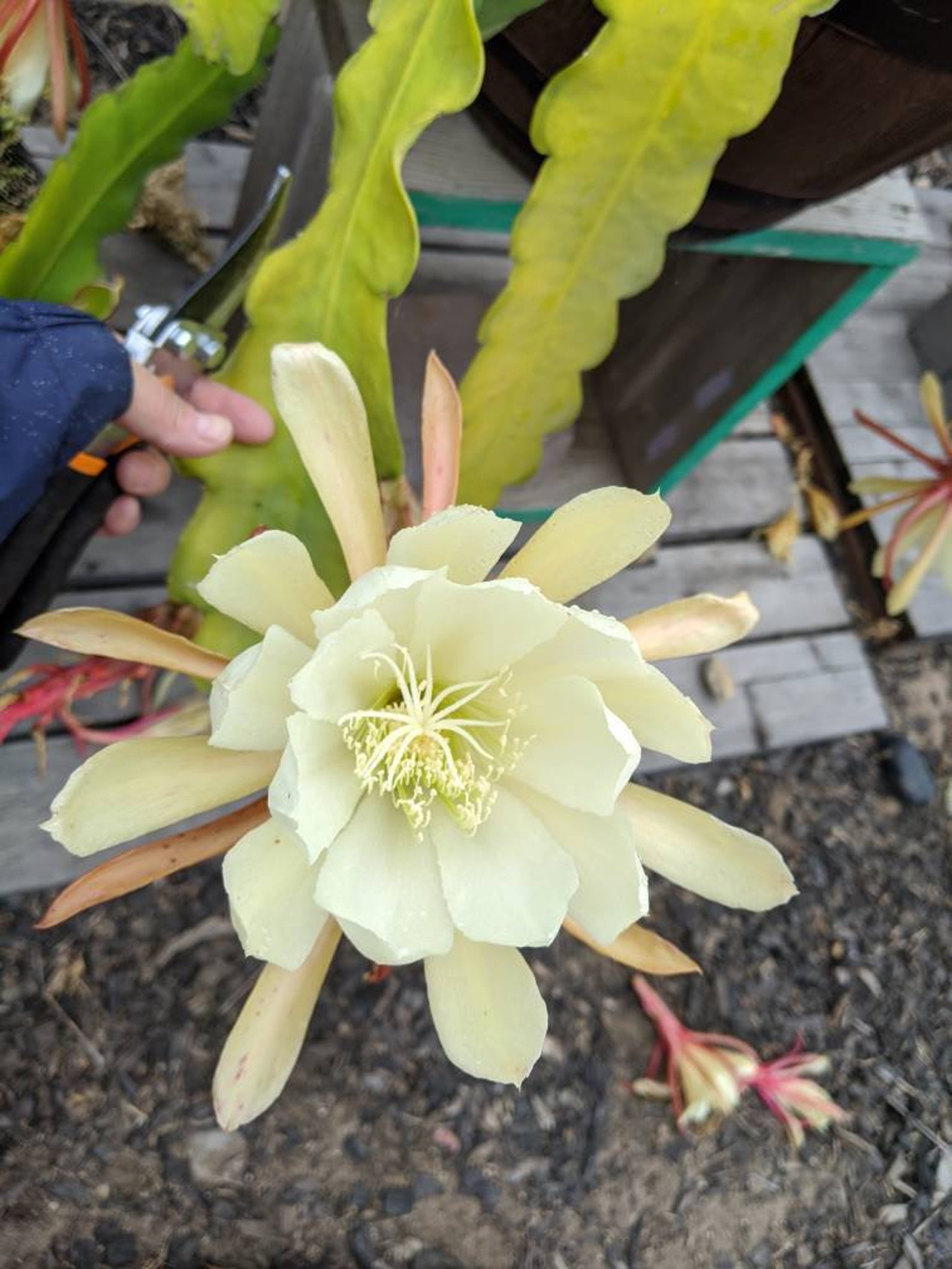Dutchman's Pipe Epiphyllum-white Flower - Etsy