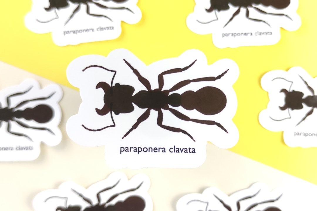 Bullet Ant Sticker, Insect Vinyl Sticker for Ant Lover, 24 Hour Ant - Etsy