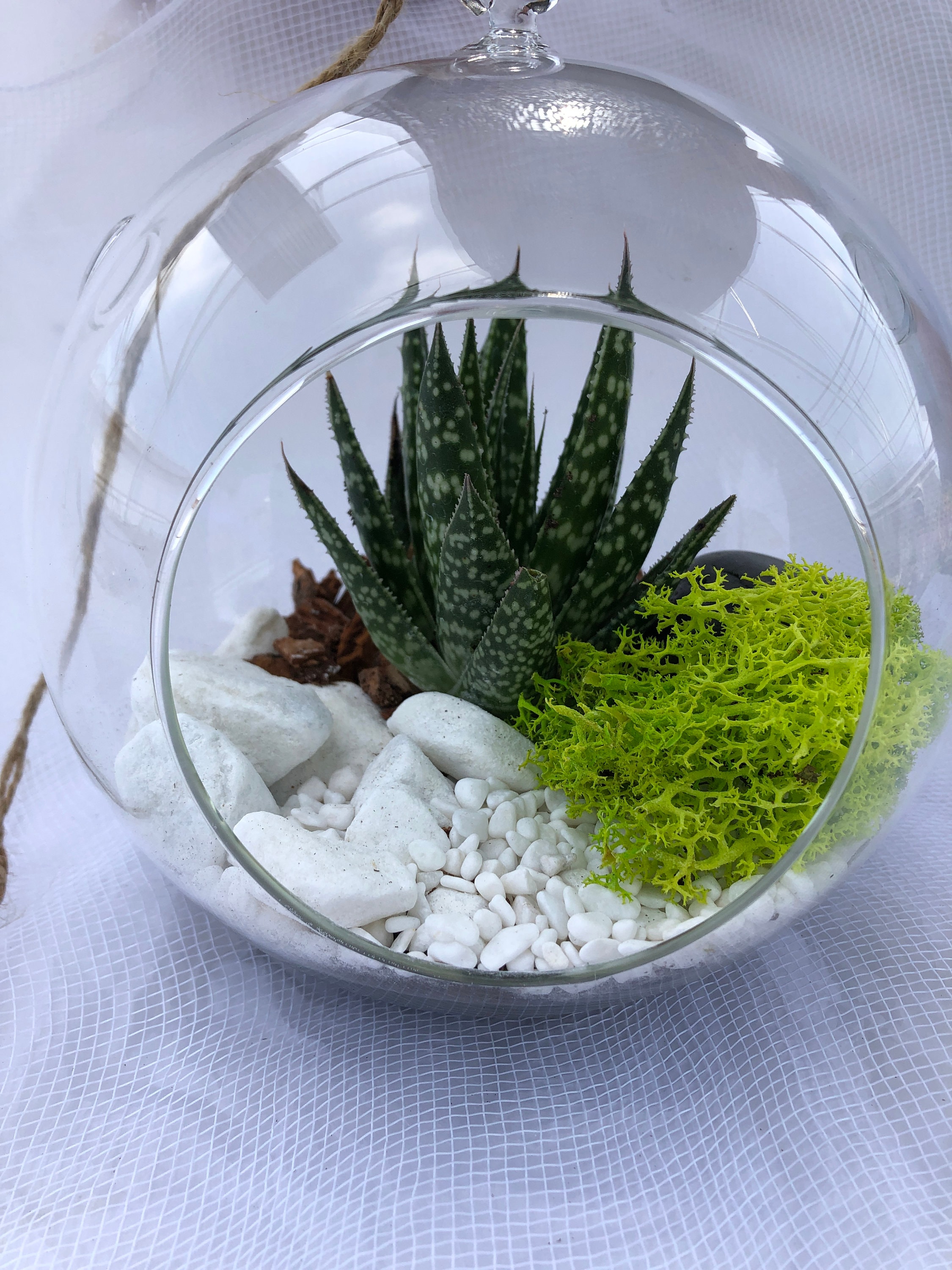 Succulent Terrarium 7-inch Round Crystal Terrarium - Etsy