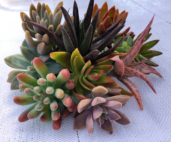 Succulent Cuttings Assorted Deluxe - Etsy