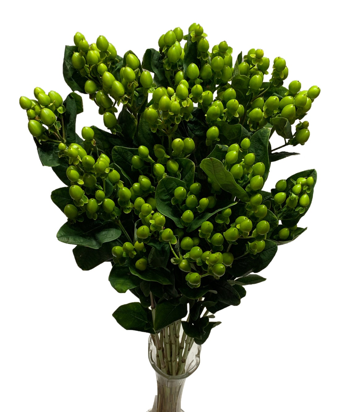 Fresh Cut Green Hypericum | Fresh Flowers and Free Delivery by the ...