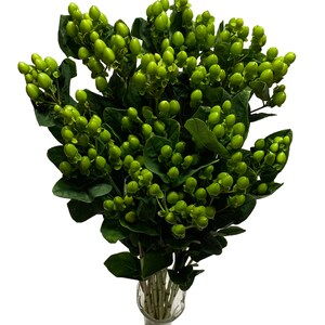 Fresh Cut Green Hypericum | Fresh Flowers and Free Delivery by the ...