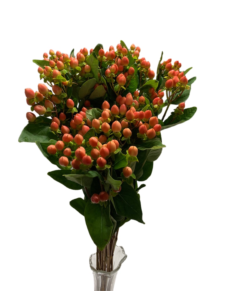 Fresh Cut Peach Hypericum | Fresh Flowers and Free Delivery by the ...