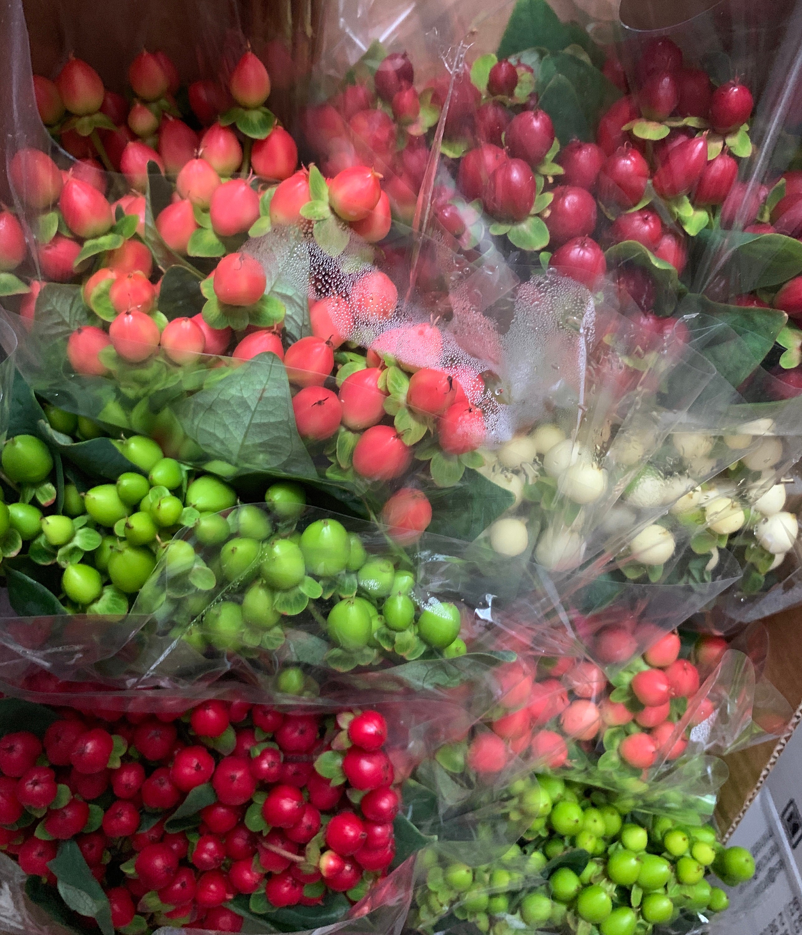 RED HYPERICUM - Etsy