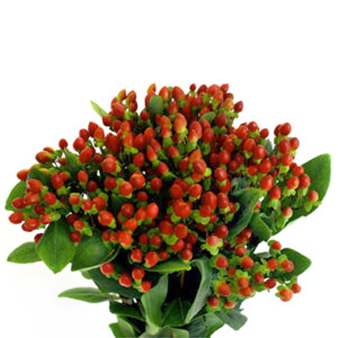 RED HYPERICUM - Etsy