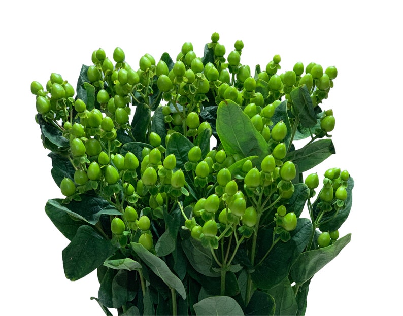 Fresh Cut Green Hypericum | Fresh Flowers and Free Delivery by the ...