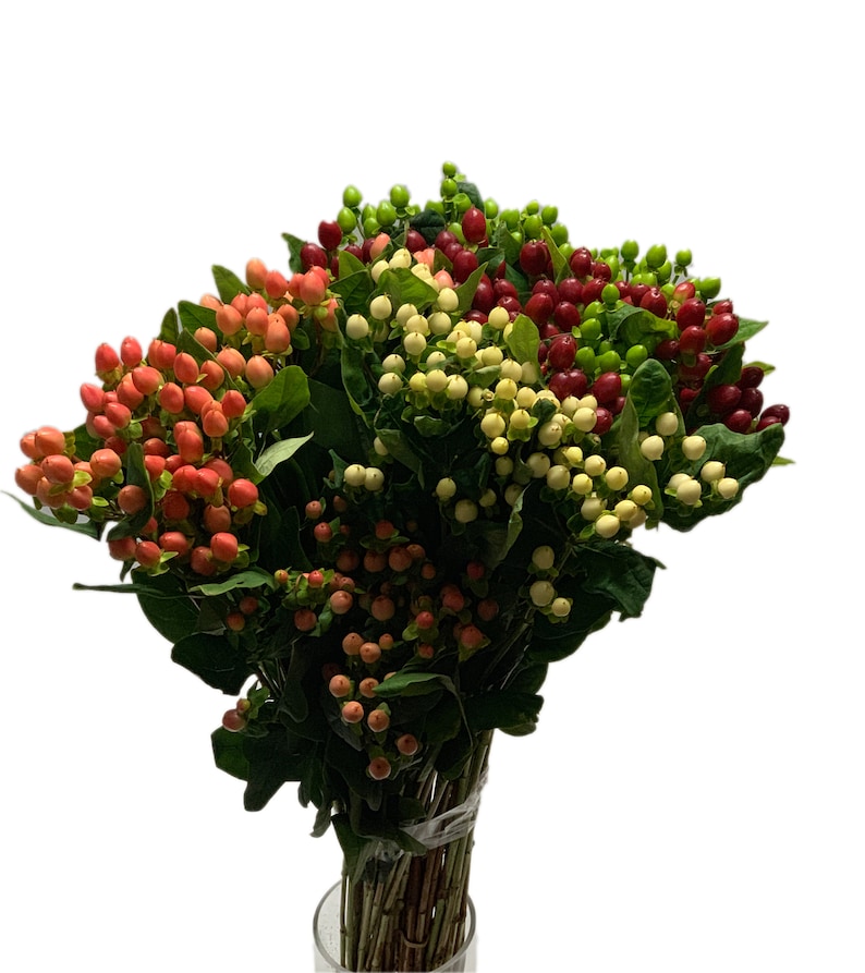 Fresh Cut Assorted Colors Hypericum | Fresh Flowers and Free Delivery ...