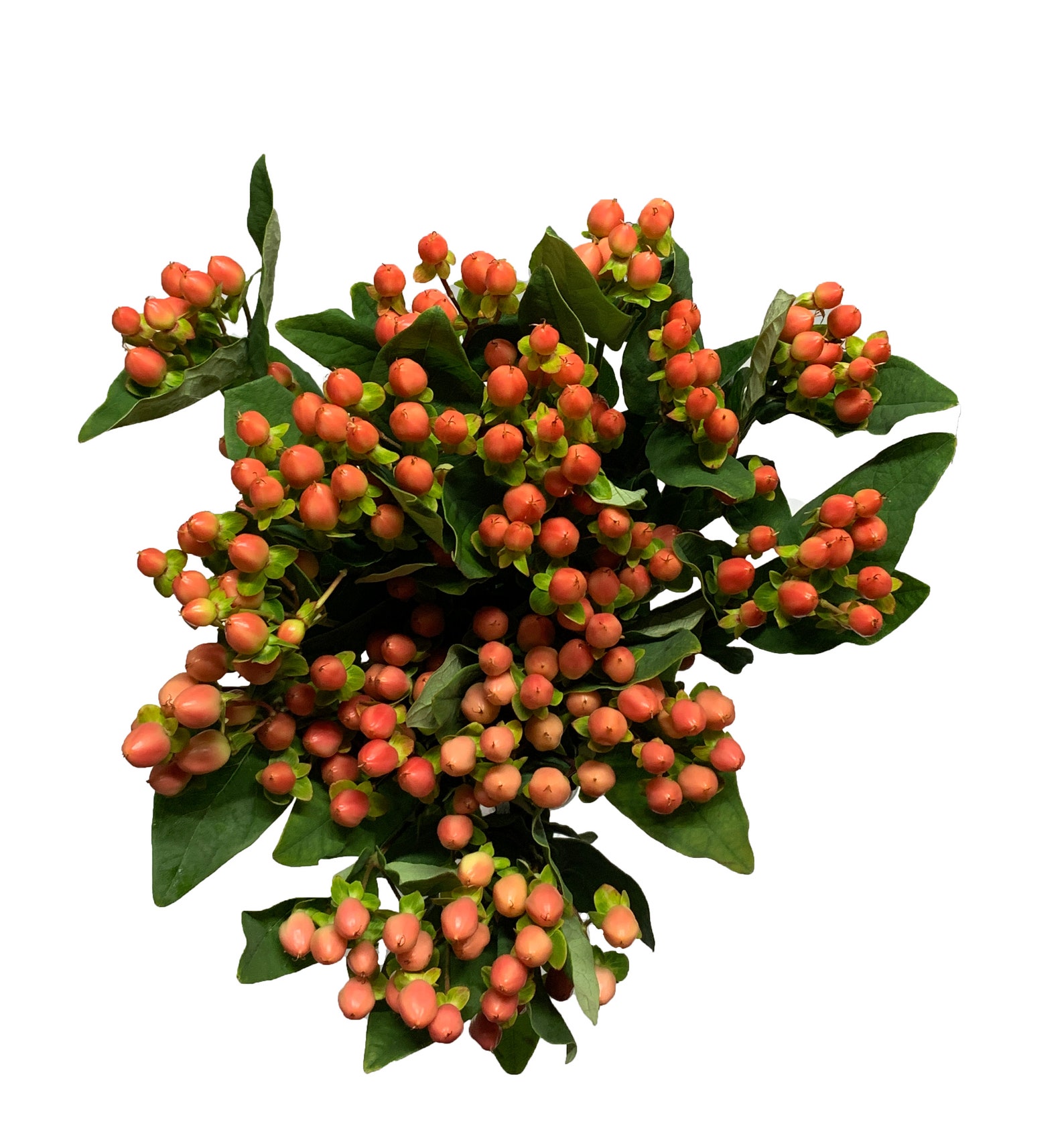 Fresh Cut Peach Hypericum | Fresh Flowers and Free Delivery by the ...