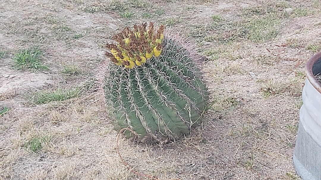100 Fish Hook Barrel Cactus Seeds - Etsy
