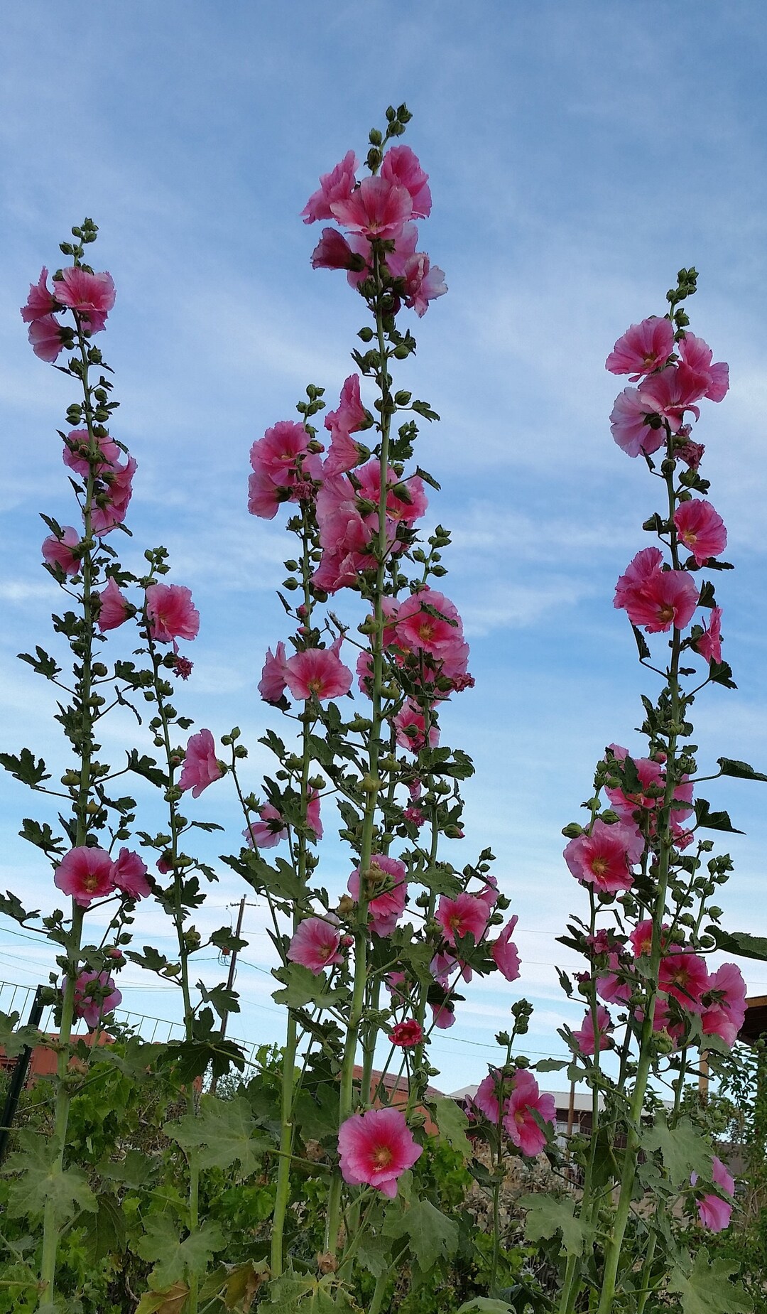 25 Organic Dark Pink Hollyhock Seeds Tall About 8'-10' - Etsy