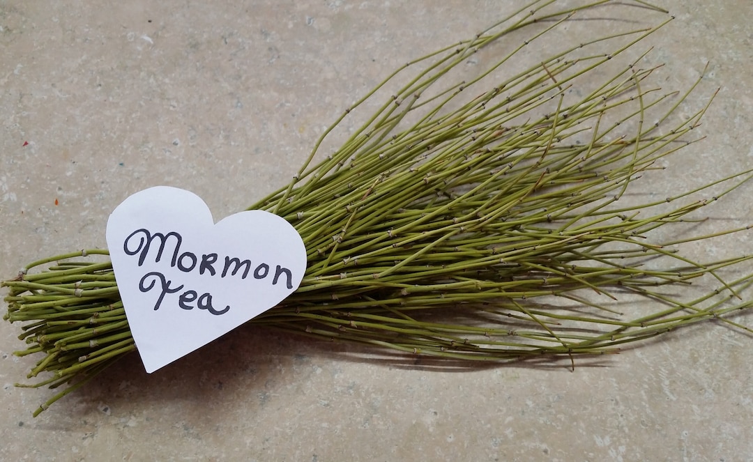 Mormon Tea - Etsy