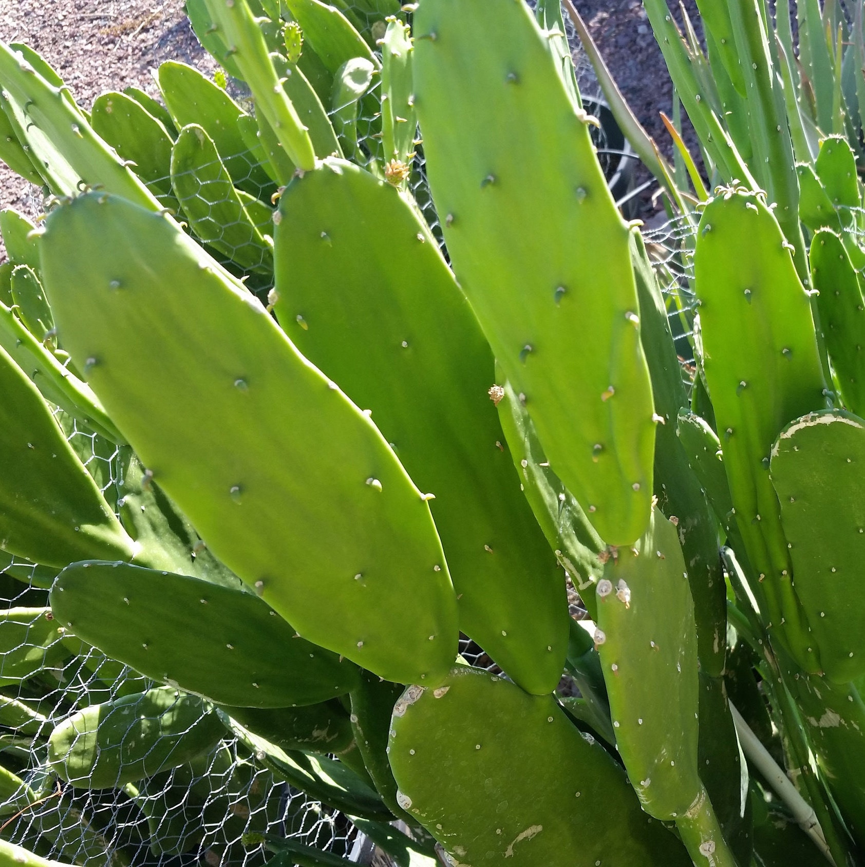 5 Organic Spineless Prickly Pear Cactus ( Nopal) Not Rooted - Etsy