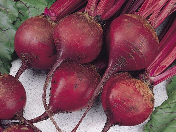 50 Ruby Queen Beet Seeds - Etsy