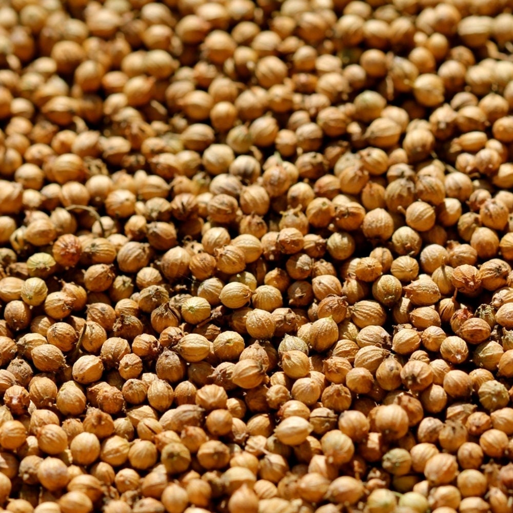 Organic Non Gmo 100 Cilantro/coriander Seeds, Heirloom Seeds 2024 - Etsy