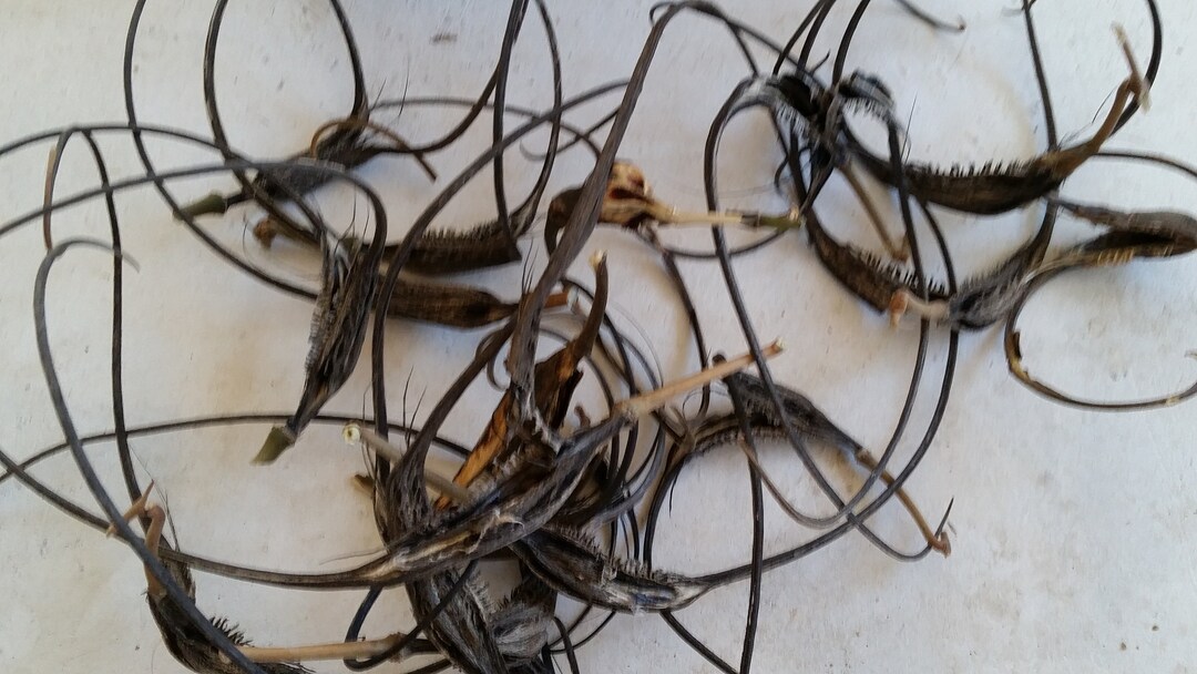 20 Devils Claw Seed Pods , Wreath Making, Indian Weaving, Devils Claw ...