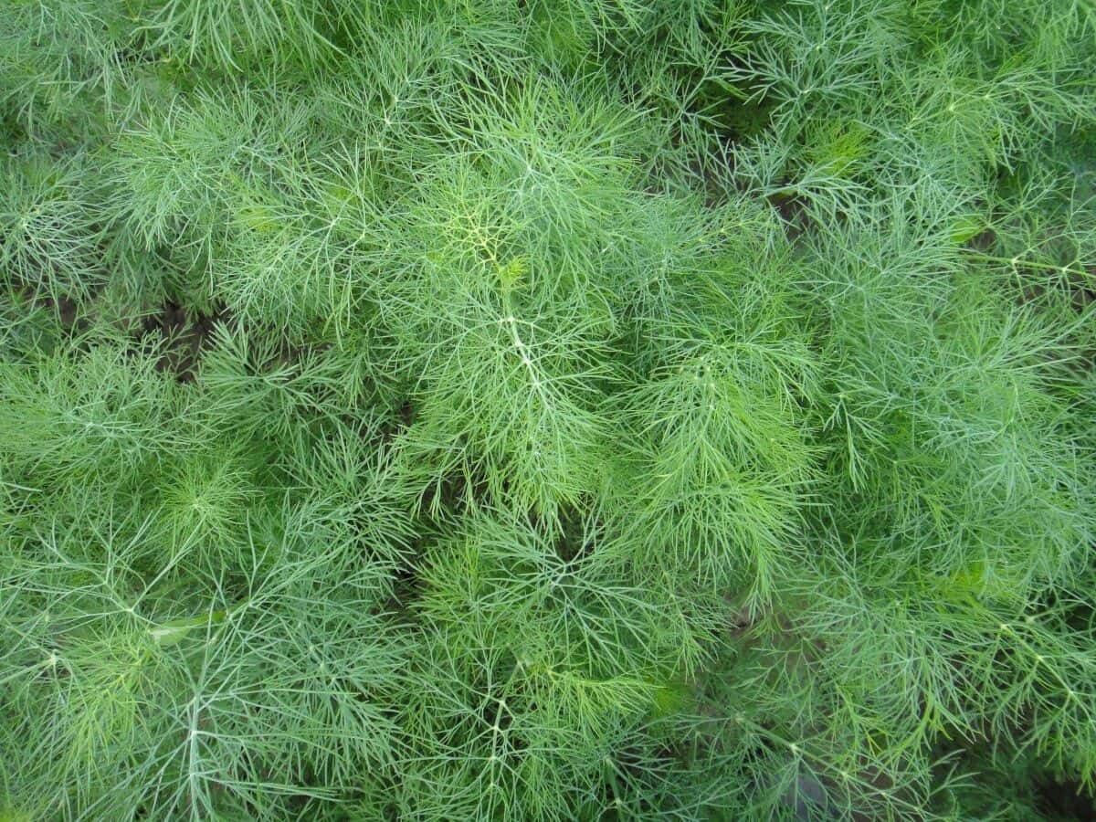 Organic Non Gmo 100 Dill Seeds 2021 - Etsy