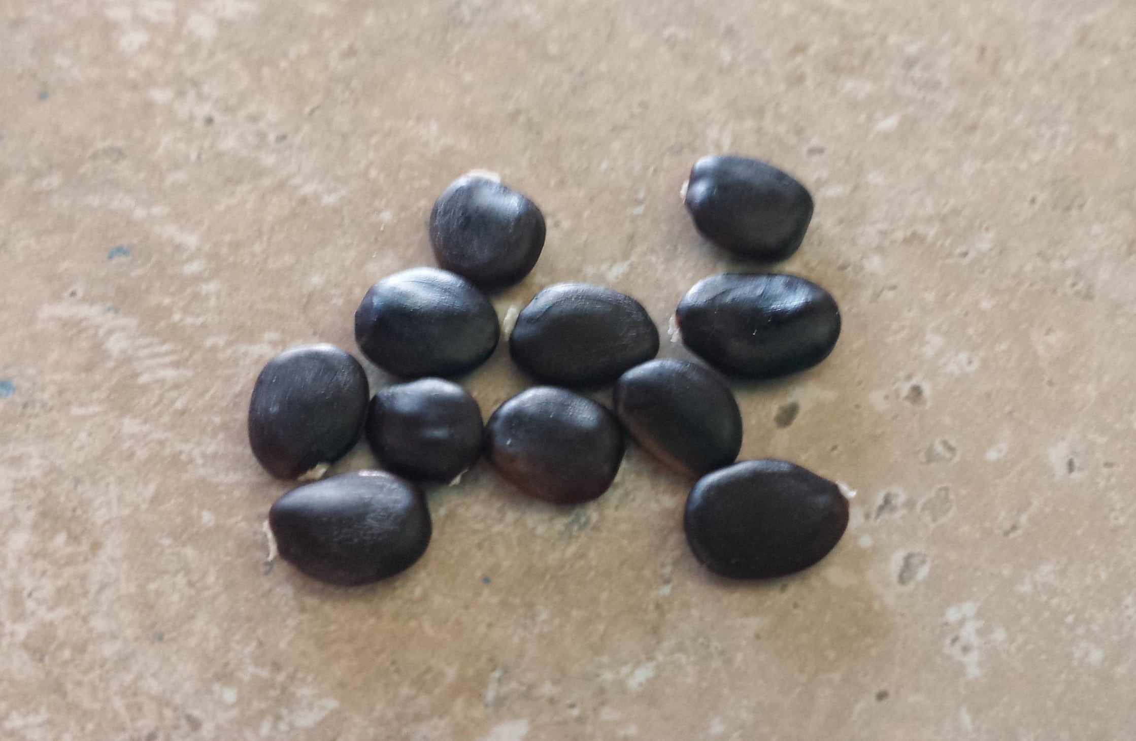 Guamuchil Pithecellobium Dulce Seeds 2024 Seeds - Etsy