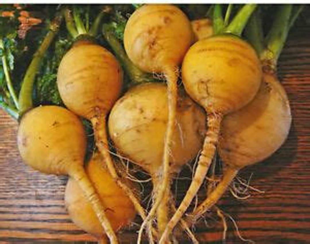 30 Golden Ball Turnip Seeds - Etsy