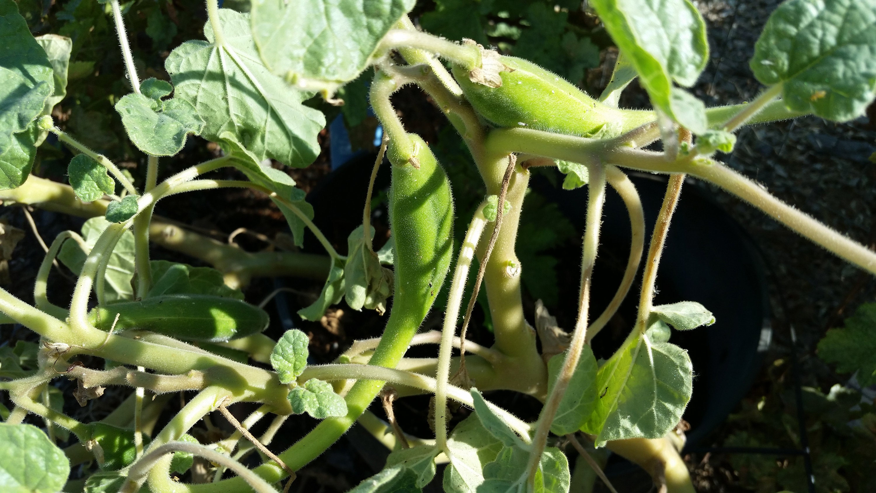 12 Devils Claw Seeds for Planting Devils Claw Pod , Devil's Claw - Etsy