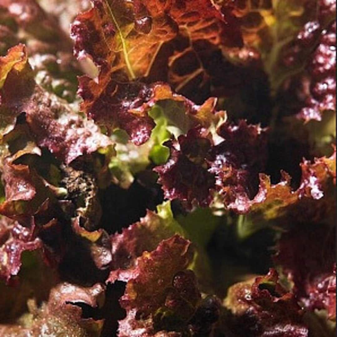 100 Ruby Red Leaf Lettace Seeds - Etsy