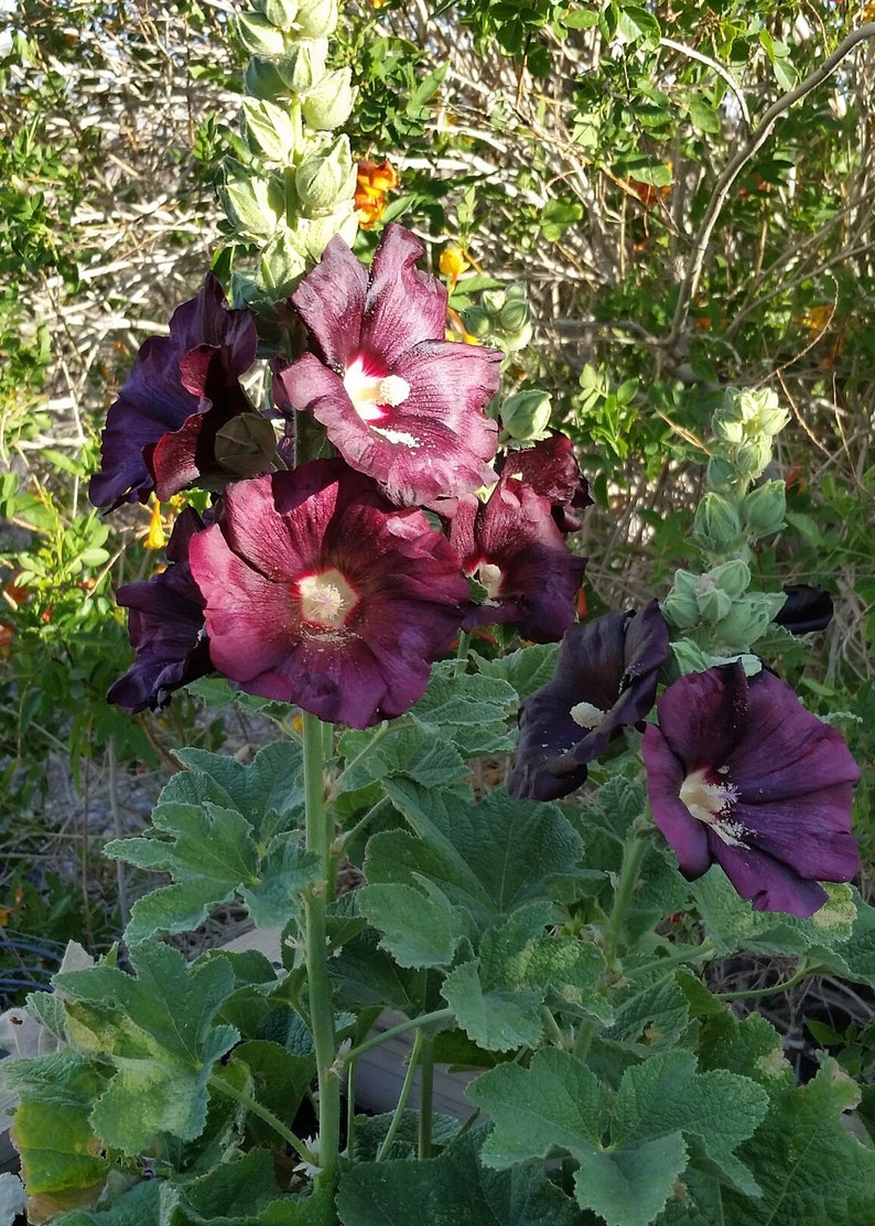 25 Organic Black Hollyhock Seeds - Etsy