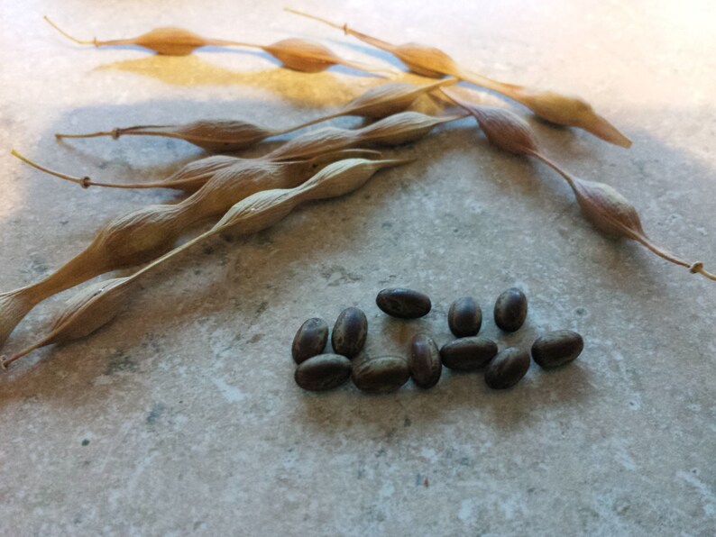10 Seeds - Palo Verde Tree Seeds - Etsy