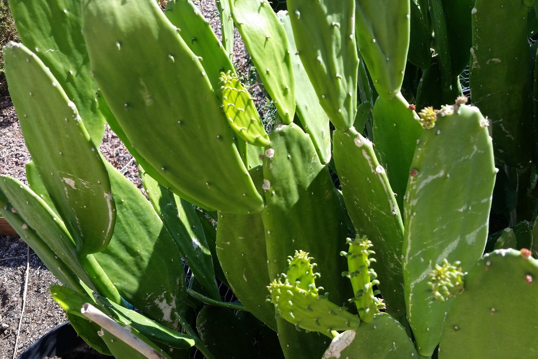 5 Organic Spineless Prickly Pear Cactus ( Nopal) Not Rooted - Etsy