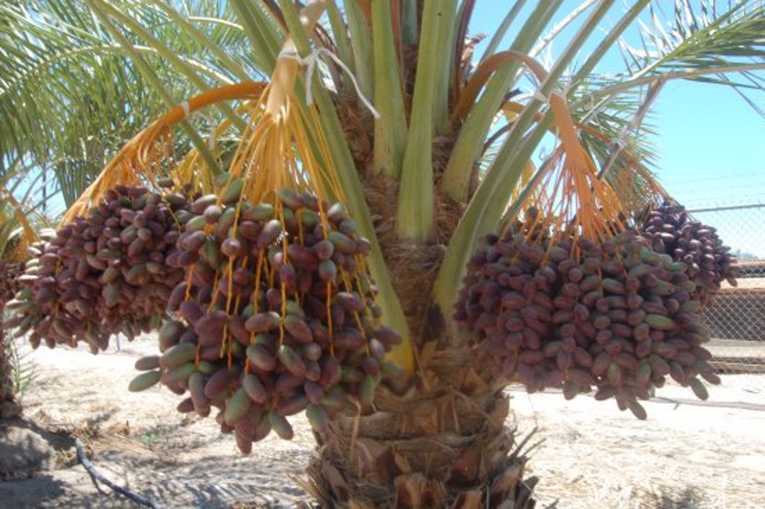 10 Medjool Date Tree Seeds - Etsy