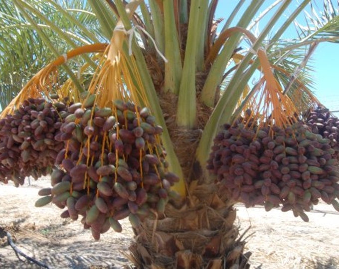 10 Medjool Date Tree Seeds - Etsy