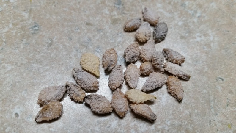 12 Devils Claw Seeds for Planting Devils Claw Pod , Devil's Claw - Etsy