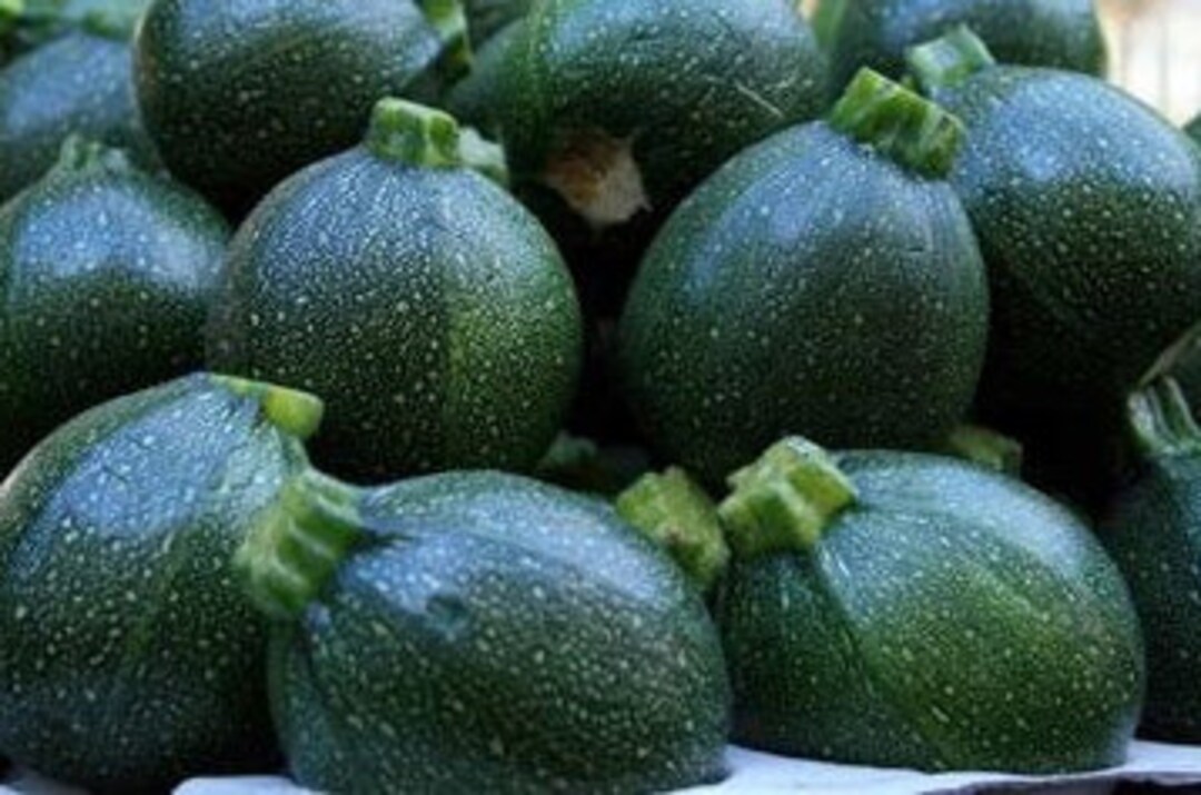 10 Round Summer Squash Seeds - Etsy