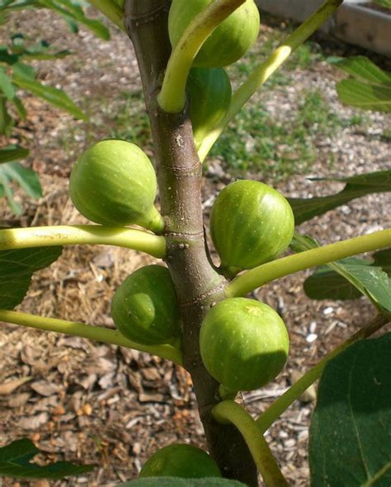 Peter 's Honey Fig Seeds Fresh 2024 50 Seeds - Etsy
