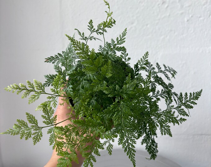 Deer Foot Fern Davallia Canariensis Live Plant for Sale Exact Plant for ...