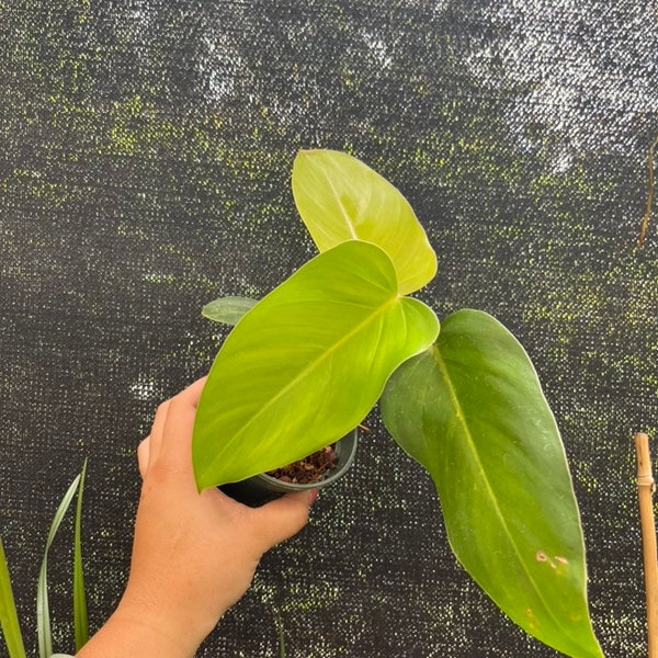 Emerald Red Philo - Etsy