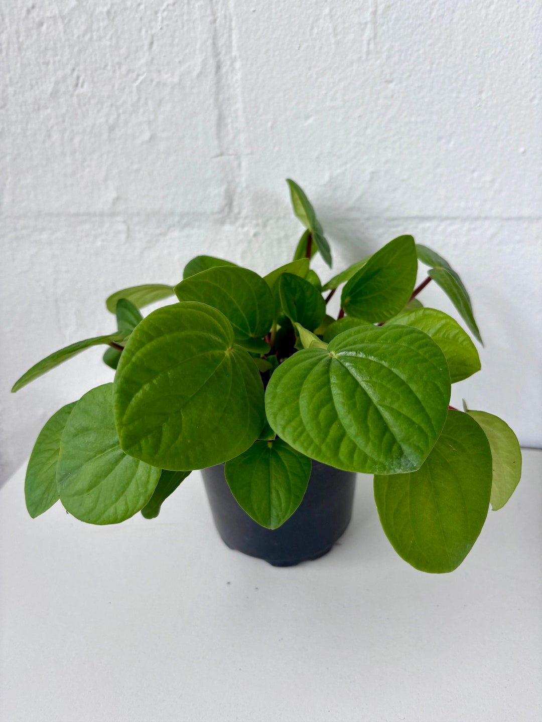 Peperomia Rana Verde Rana Verde Peperomia for Sale Live Plant 4 Pot - Etsy