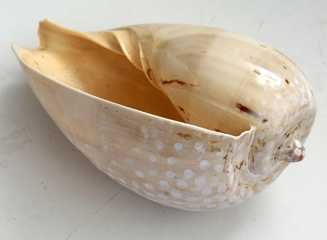 Decorative Shell Melo 8x5 Large Seashell Indian Volute Bailer - Etsy