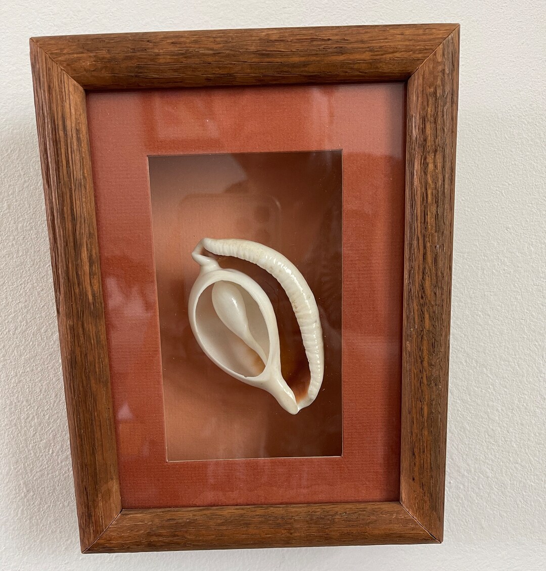 Figi Giftware Shadow Box Shell Vintage Accents Framed Picture Sea Life ...