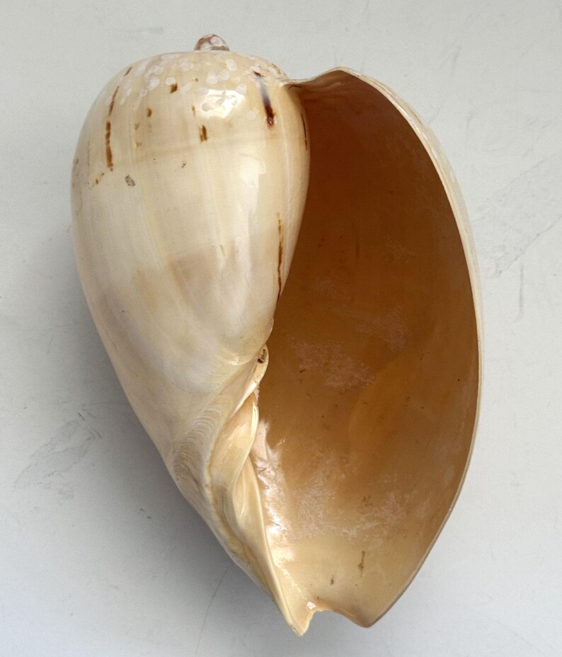Decorative Shell Melo 8x5 Large Seashell Indian Volute Bailer - Etsy