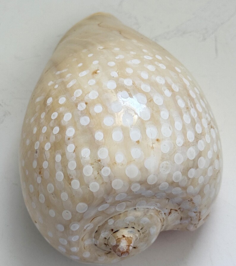 Decorative Shell Melo 8x5 Large Seashell Indian Volute Bailer - Etsy