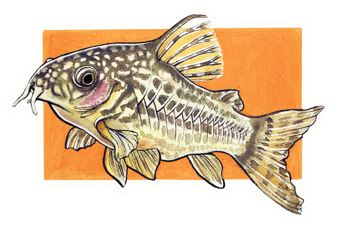 Corydoras Watercolor Art Print and Sticker - Etsy