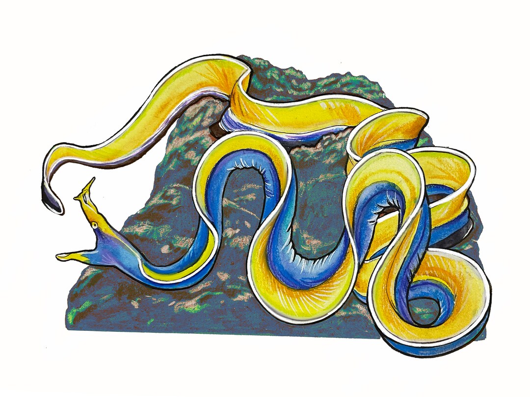 Ribbon Eel Watercolor Art Print and Sticker - Etsy