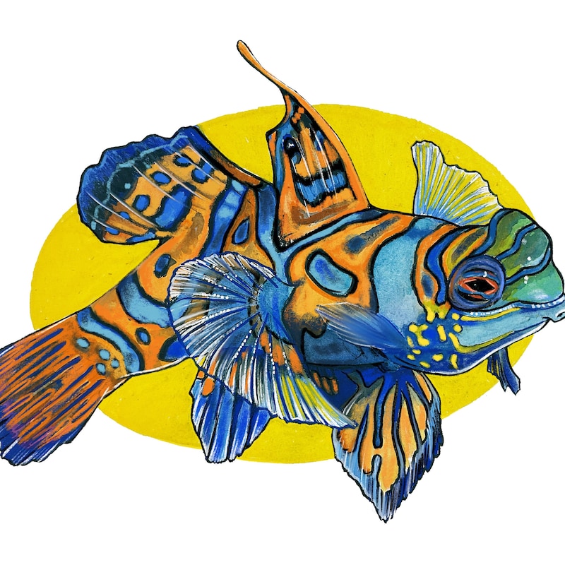 Mandarin Fish - Etsy