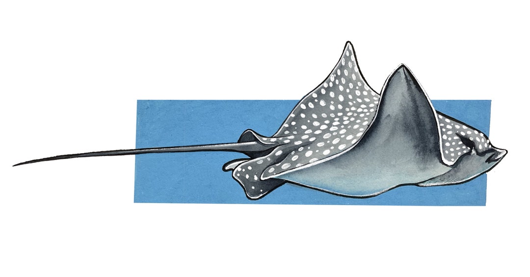 Manta Ray Watercolor Art Print and Sticker - Etsy