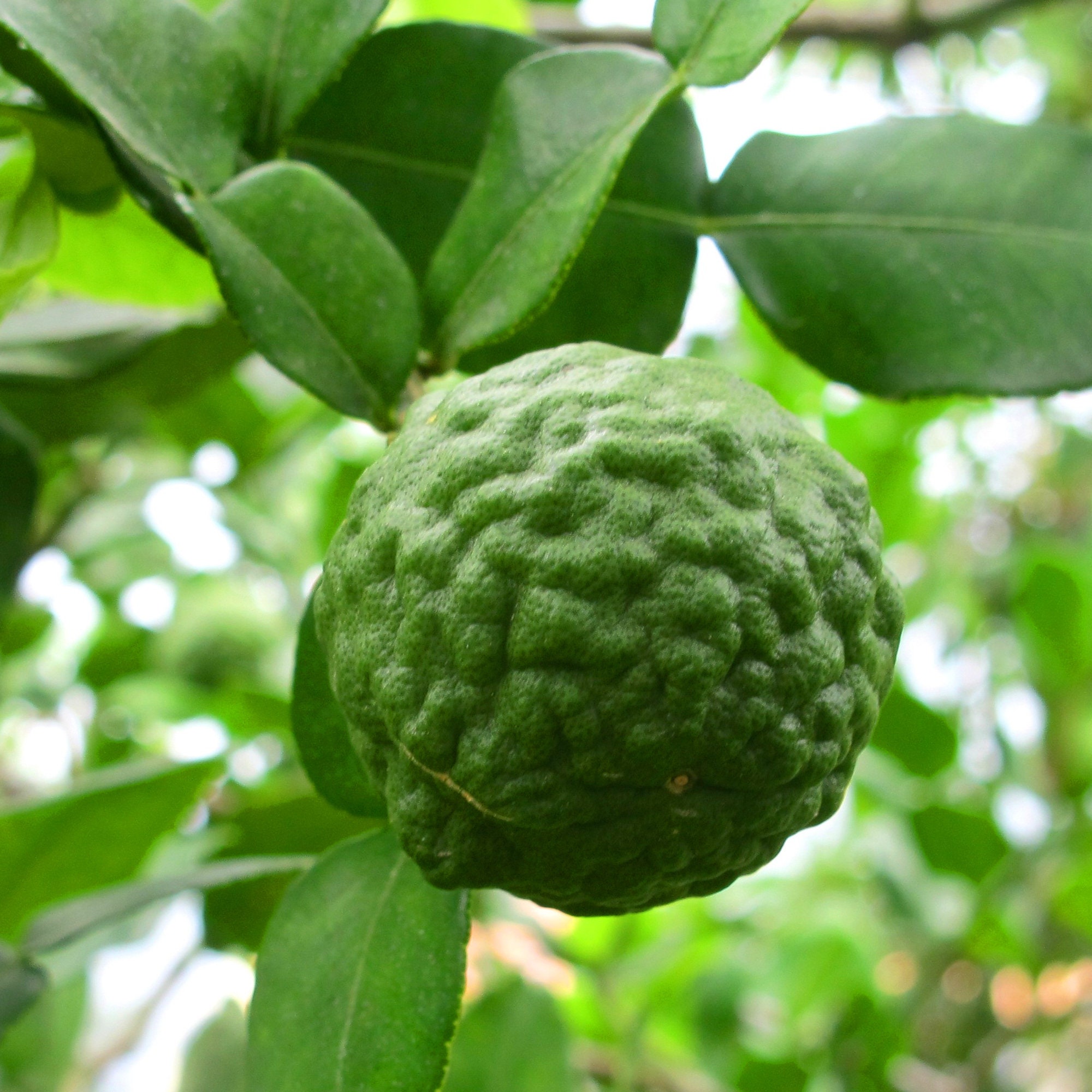 ORGANIC KAFFIR LIME Leaf Powder Citrus hystrix Makrut lime | Etsy