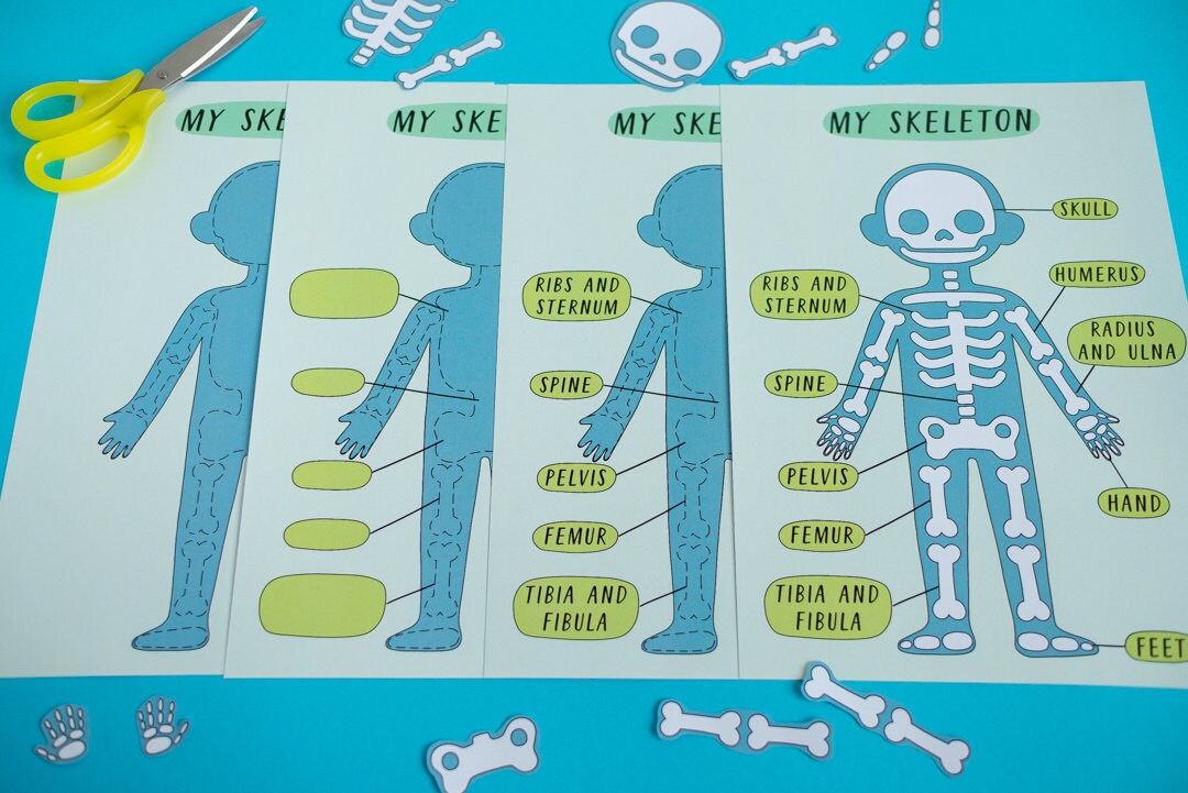 Human Body Printables - Etsy