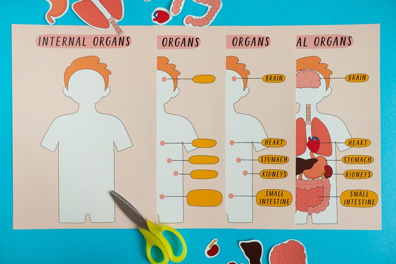 Human Body Printables - Etsy