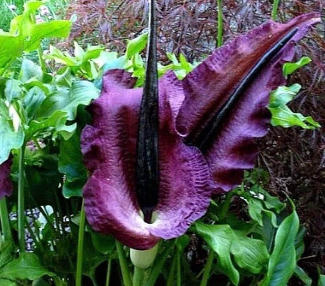 1 dracunculus Vulgaris Voodoo Lily Bulb 15-20 - Etsy