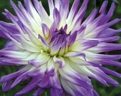 1 mingus Randy Cactus Dahlia Top Size Bulb 1 - Etsy