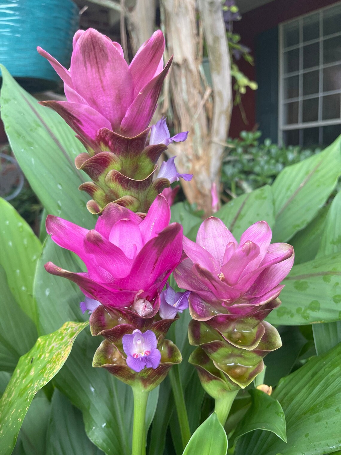 Large Bloom Purple CURCUMA COMOSA US Seller - Etsy